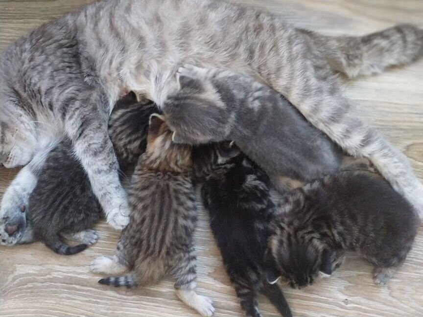 Шотландские котята