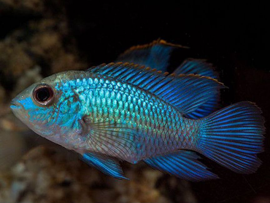 Нанакары Неон блю