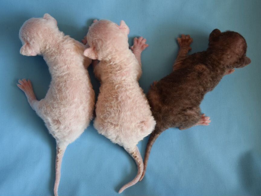 Корниш рекс котята