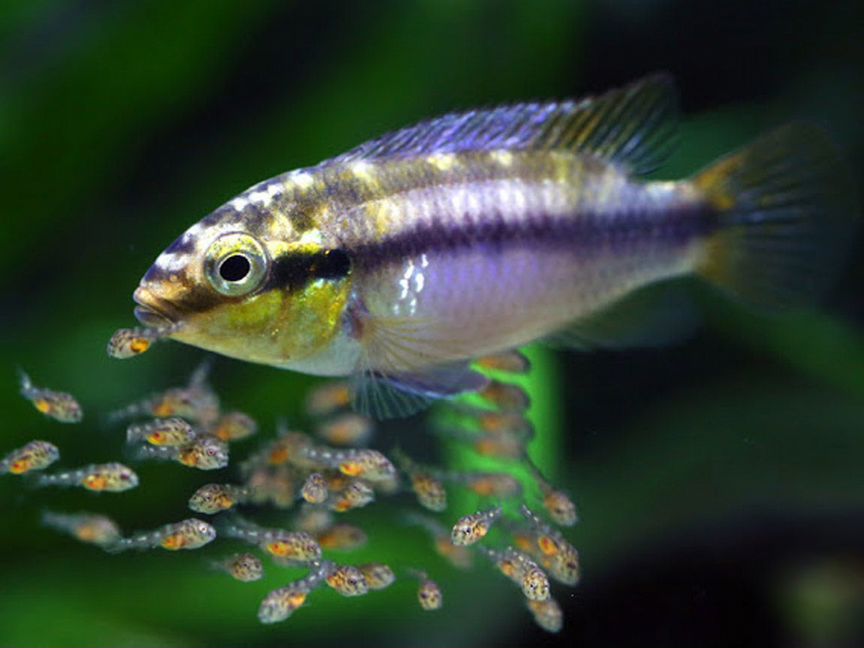 Цихлида Пельвикахромис крибенсис