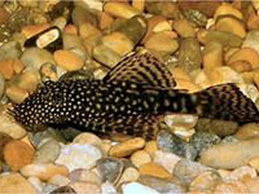 Продам аквариумных рыбок Анциструс