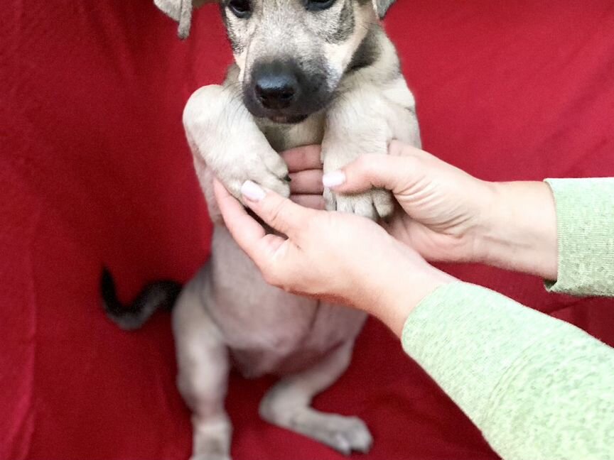 Щенки в добрые руки