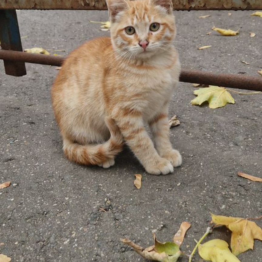 Рыжик ищет семью