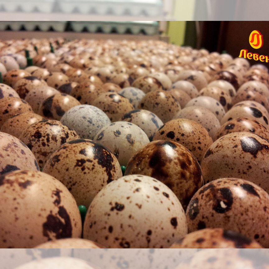 Инкубационное яйцо перепелов