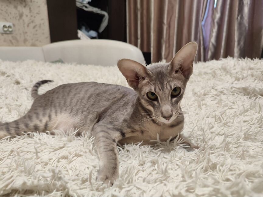 Котенок Ориентал