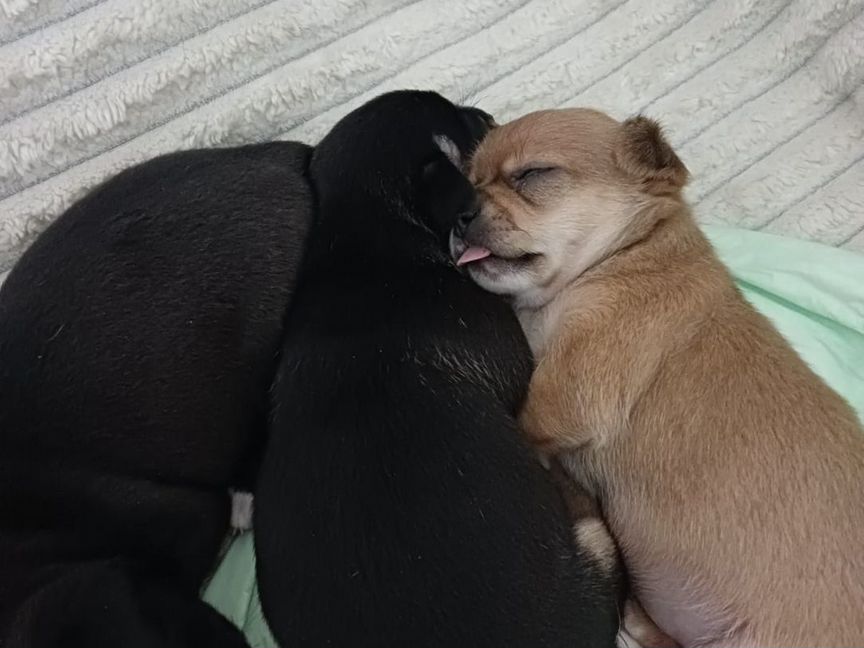 Продаются щенки чихуахуа