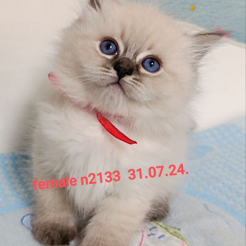 Невский маскарадный котёнок