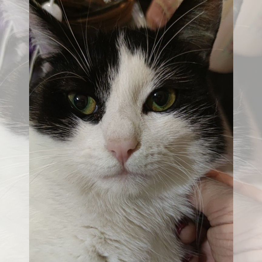 Сибирский котёнок