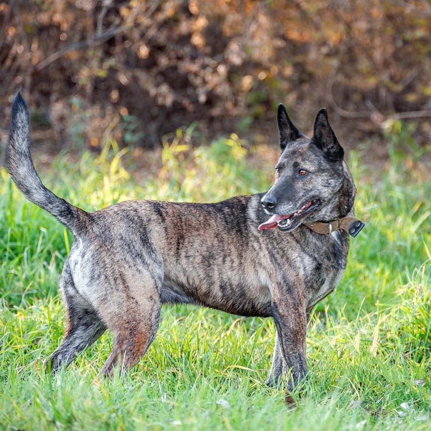 Взрослая собака в добрые руки