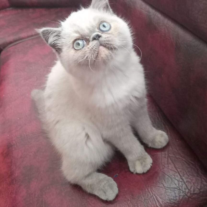 Экзотический короткошёрстный котёнок