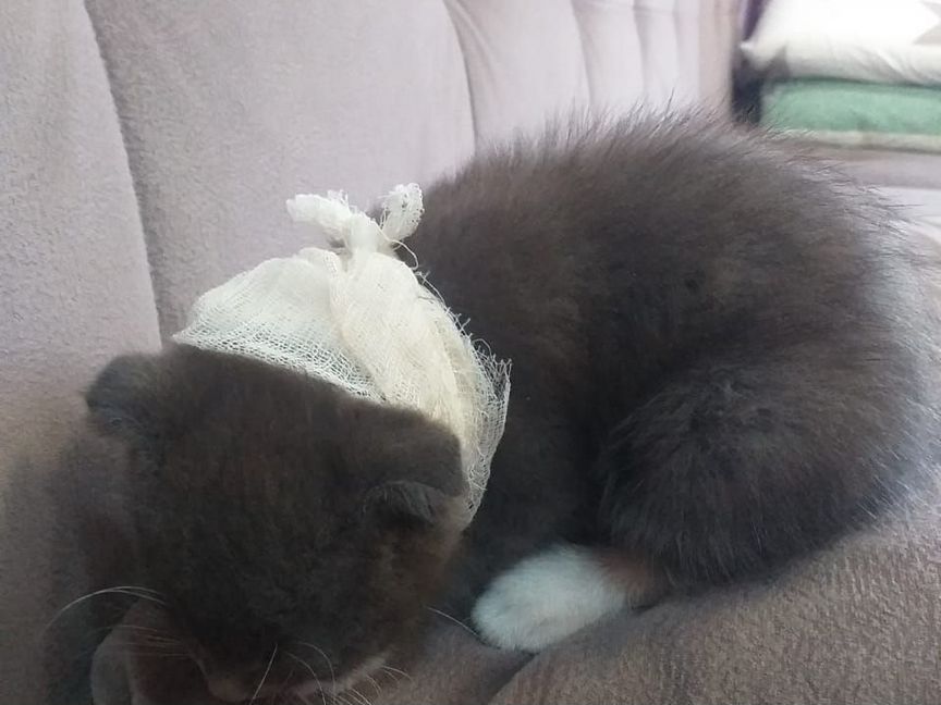 Котенок в добрые руки