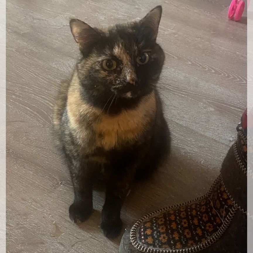 Взрослая, кошка в добрые руки