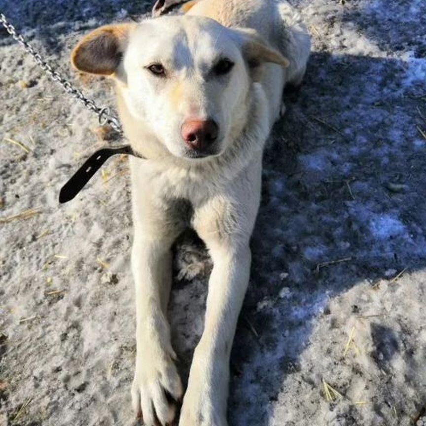 Взрослая собака в добрые руки