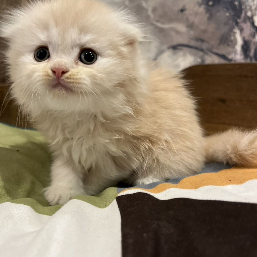 Вислоухие котята