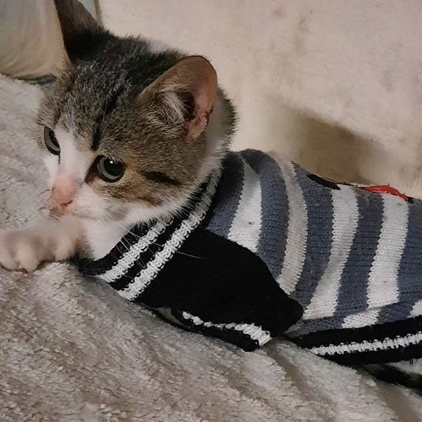 Котята в добрые руки бесплатно мальчик