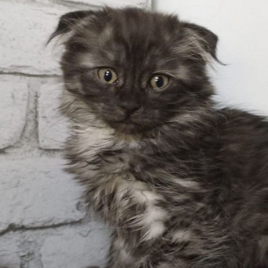 Шотландская вислоухая