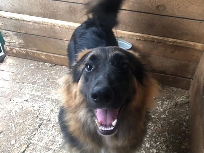 Шкипер малыш из приюта Некрасовка