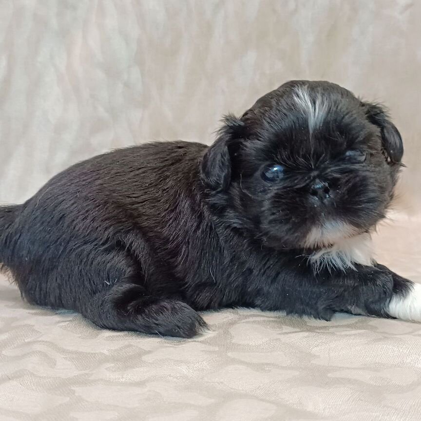 Ши-тцу девочка РКФ