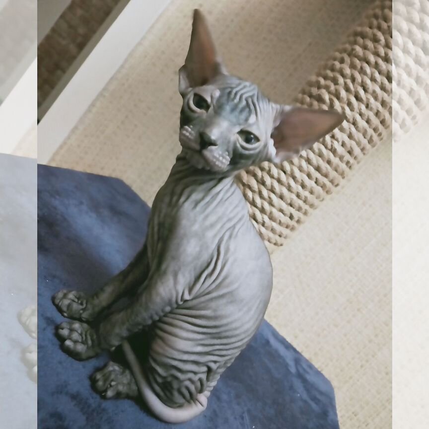 Донской сфинкс котёнок