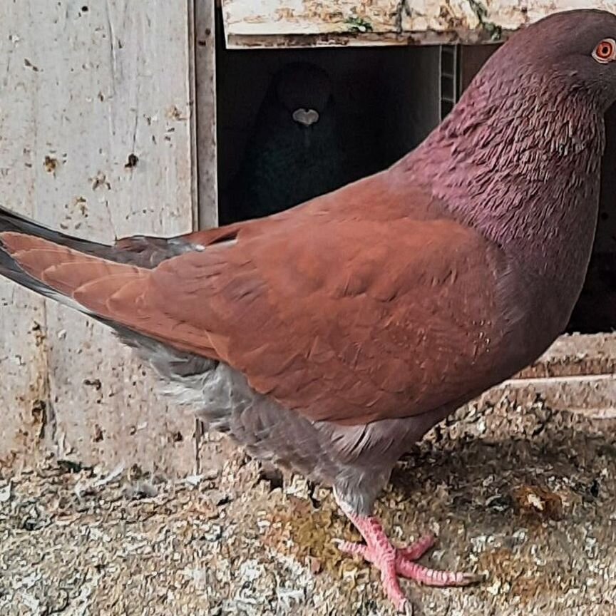 Продажа голубей