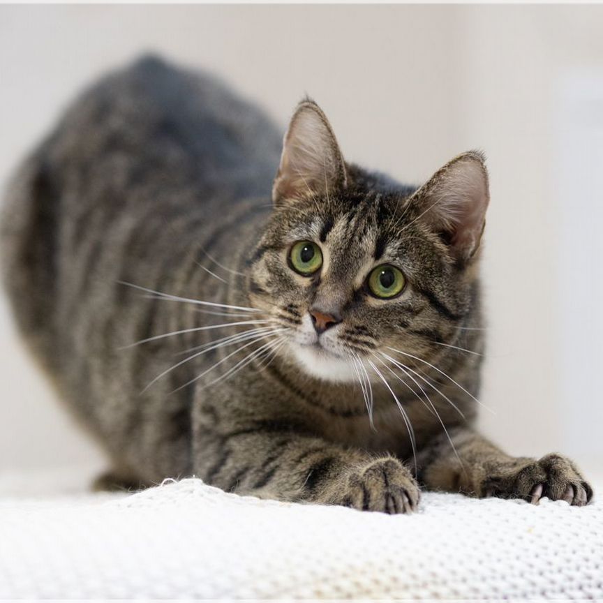 Взрослая кошка из приюта