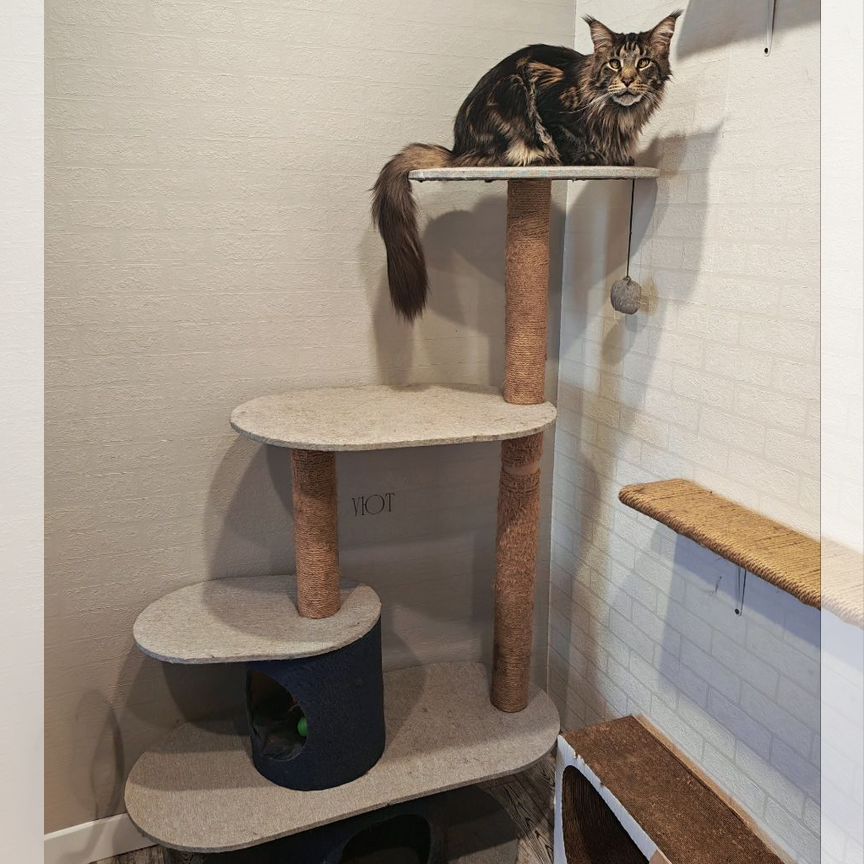 Кошачий дом, для крупных пород