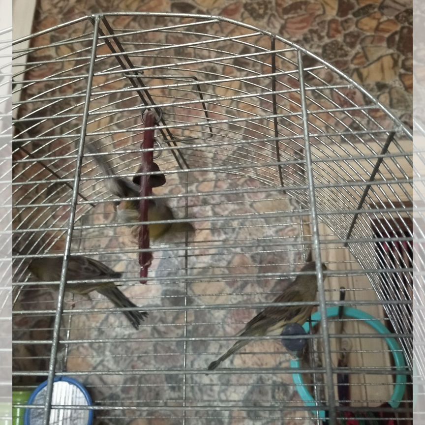 Канарейки овсяночного напева