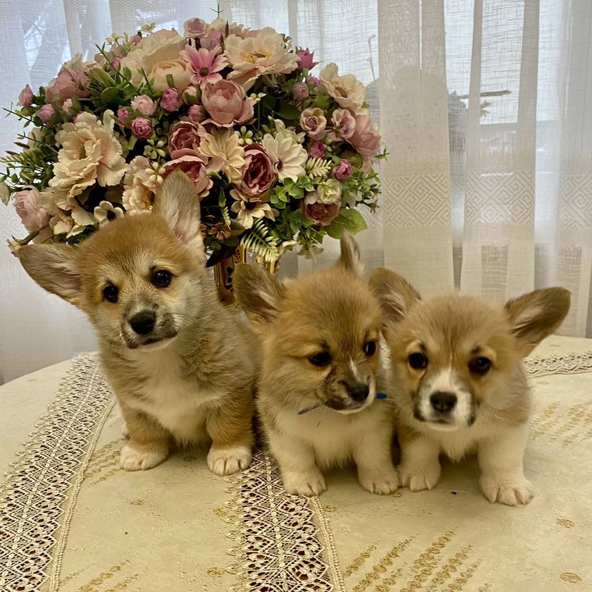 Вельш корги пемброк