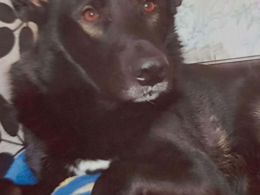 Красивый, чёрный мальчик вео, ищет подружку