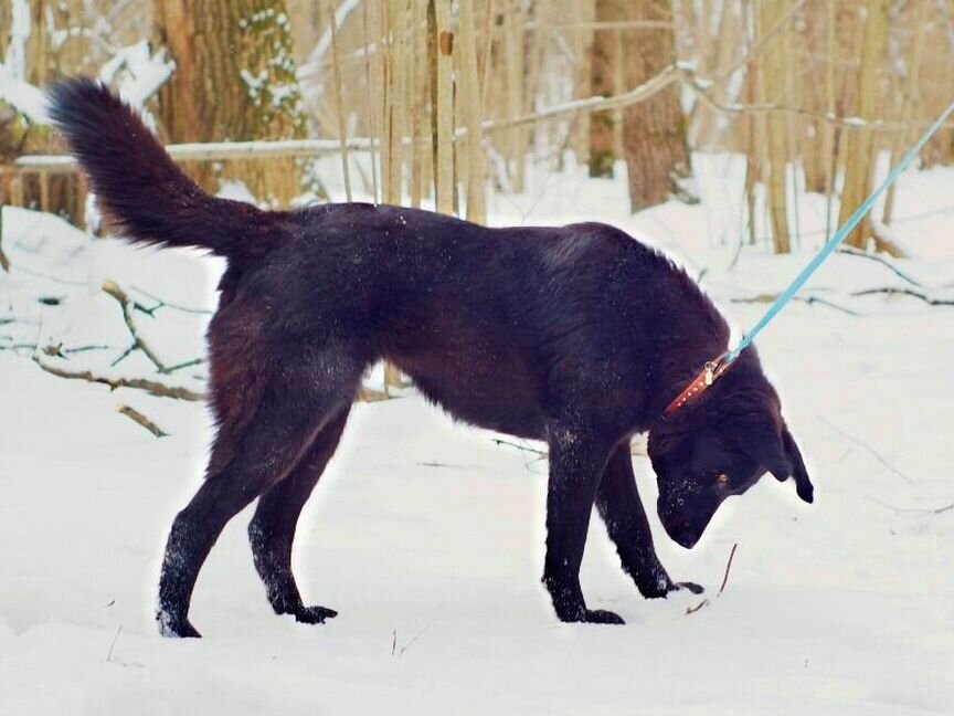 Отдам красивую собаку