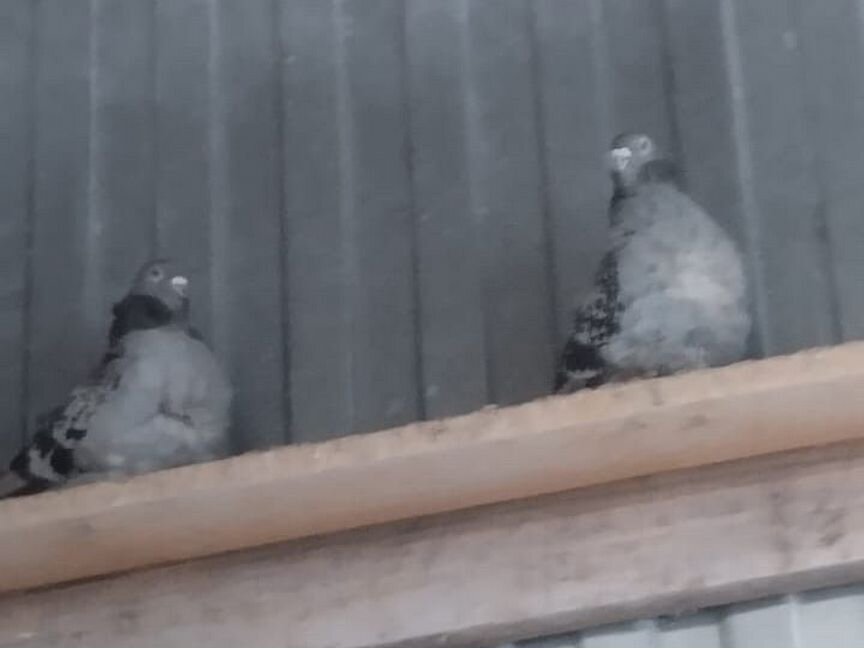 Голубь Немецкие Китайцы 2 пары