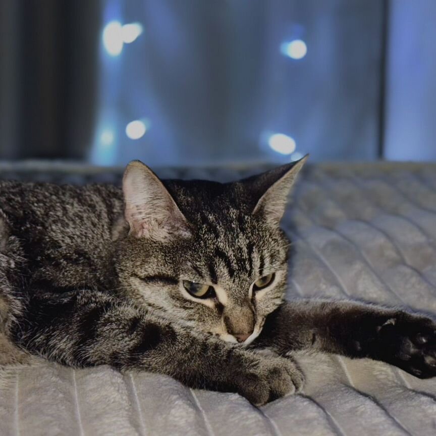 Кошка