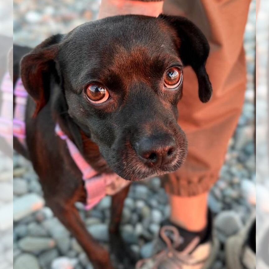 Взрослая собака в добрые руки