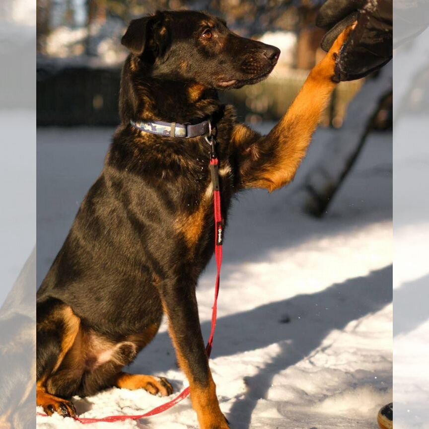 Немецкая овчарка, взрослый пёс