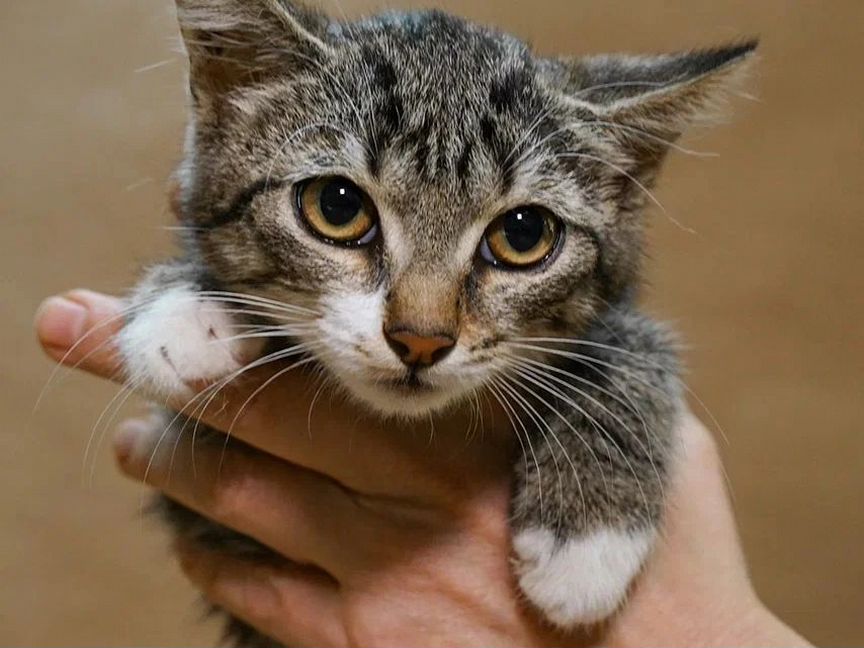 Кошка в дар