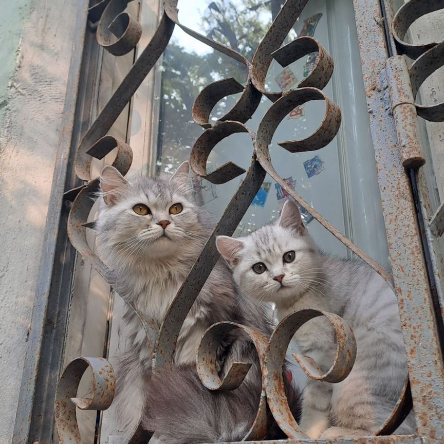 Шотландские прямоухие котята