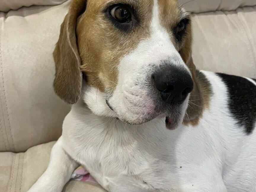 Отдам Бигль бесплатно в добрые руки