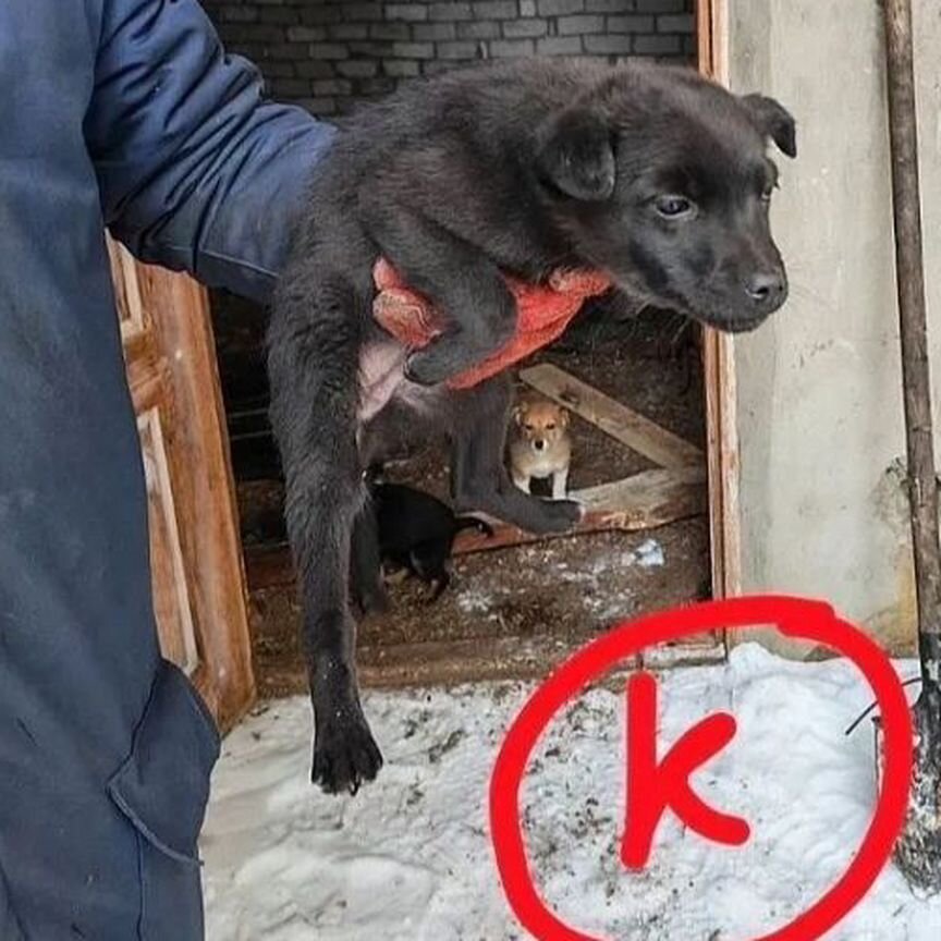 Щенок в добрые руки