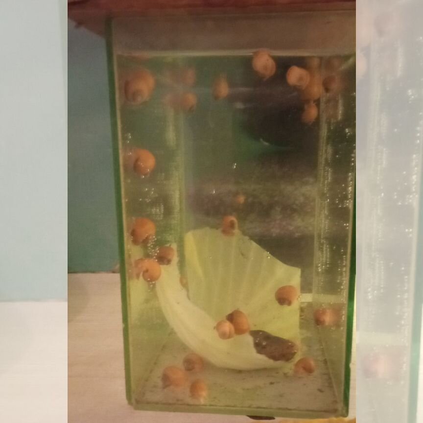 Улитки аквариумные ампулярии