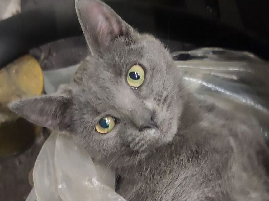Русская голубая кошка