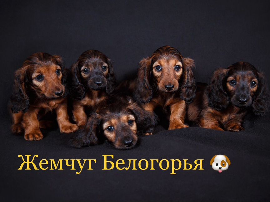 Кроличья такса