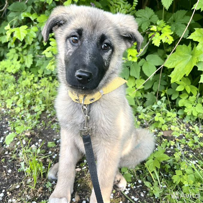 Щенок девочка Марта 3,5 мес