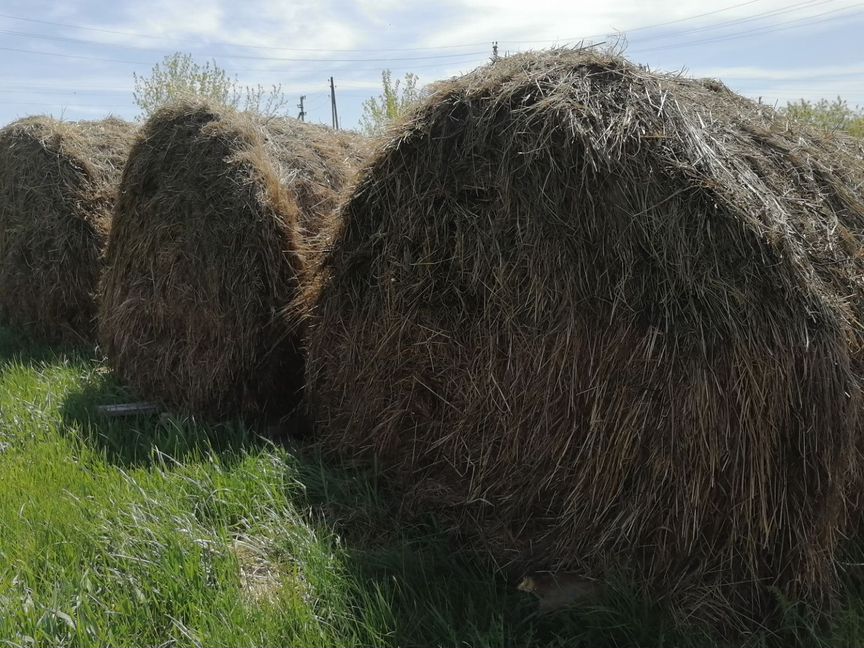 Сено в рулонах