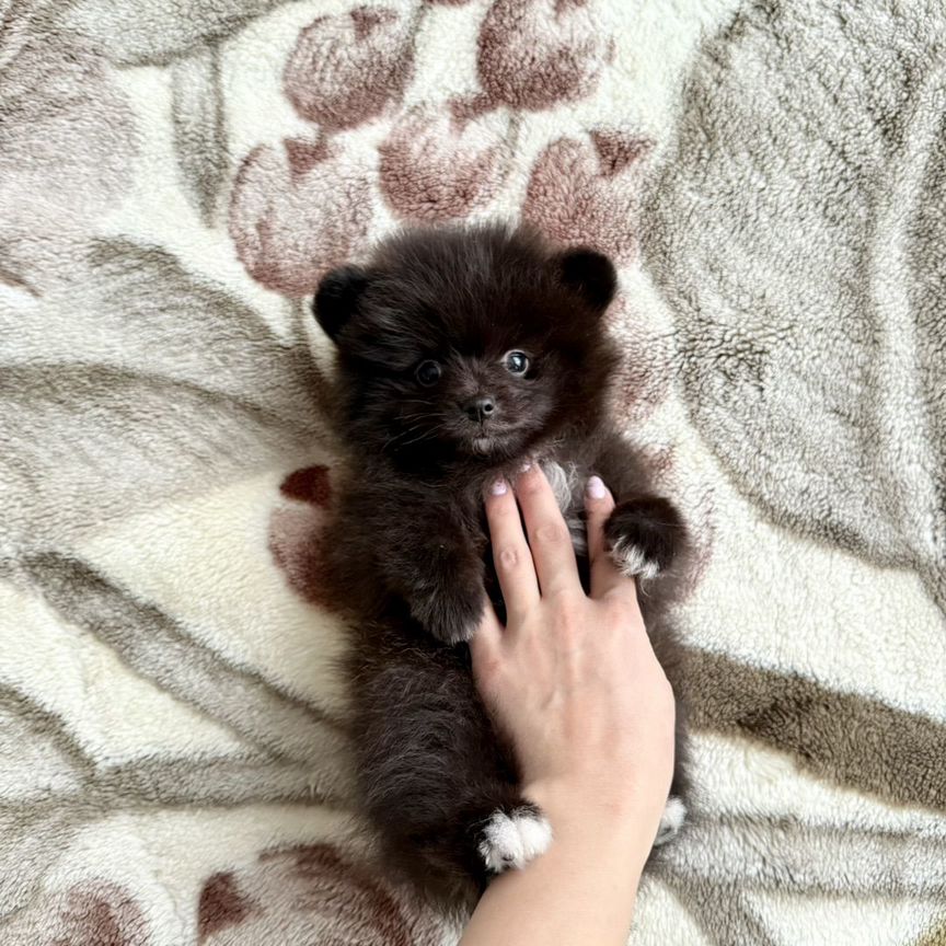 Померанский шпиц щенок