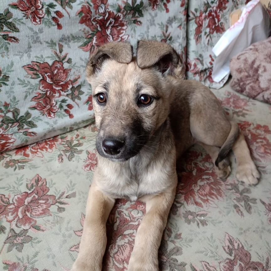 Отдам в добрые руки помесь дворняжки с американски