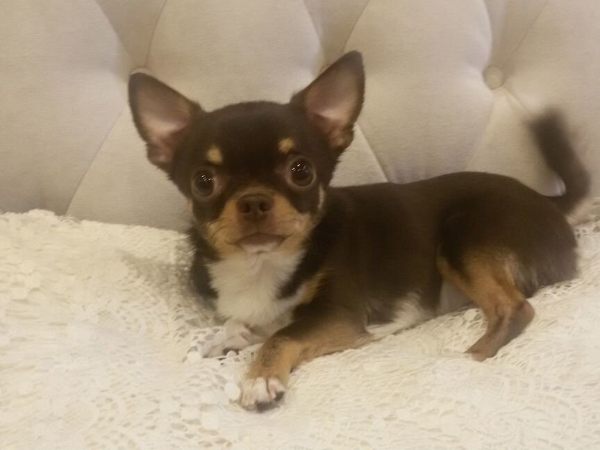 Вязка чихуахуа mini кобель