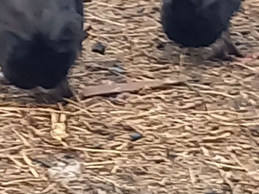 Утки,цыплята