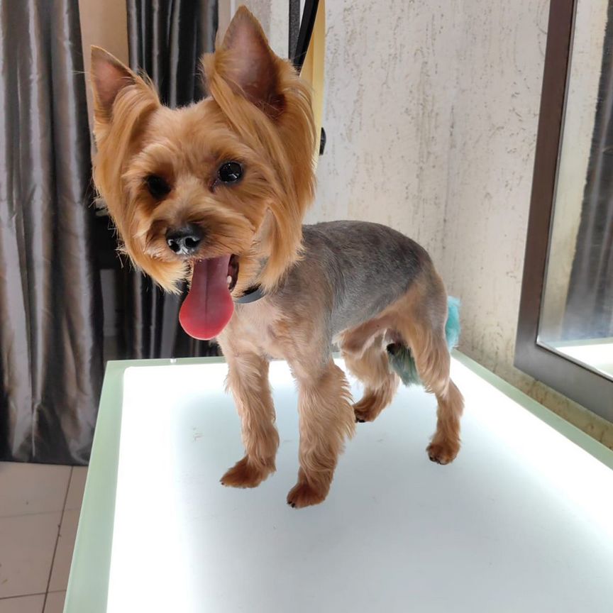 Ждём невесту