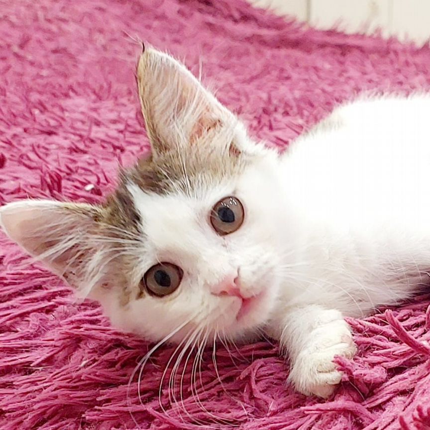 Мятная конфетка котенок ищет дом
