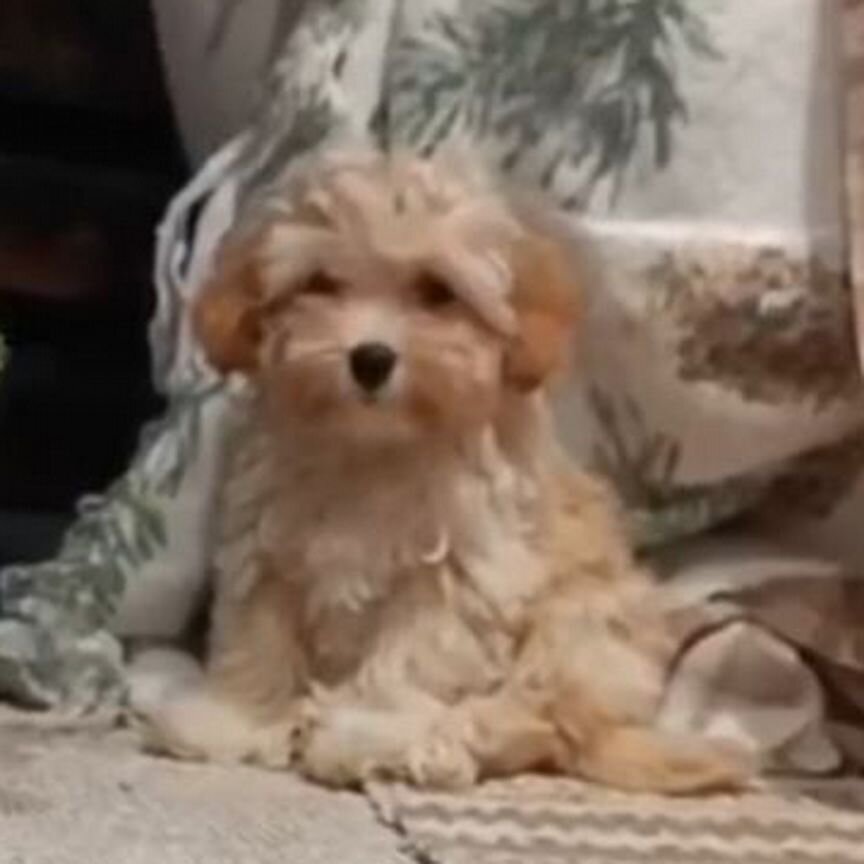 Мальтипу, щенок